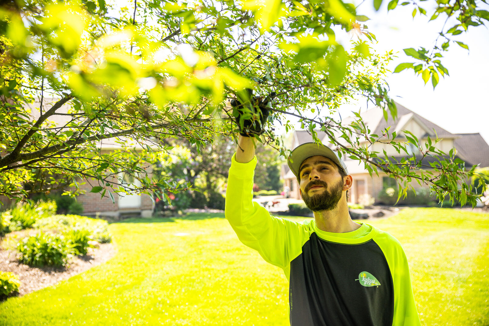 Tree Fertilization: Costs, Methods, and the Benefits of Professional ...